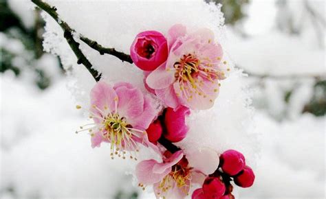 墙角数枝梅，凌寒独自开—梅影寻踪，诗画合璧的梅花图集 早梅 词人 红梅 新浪新闻