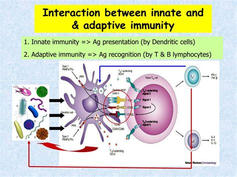 Ppt T Cell Receptor Tcr And Mhc Complexes Antigen Presentation