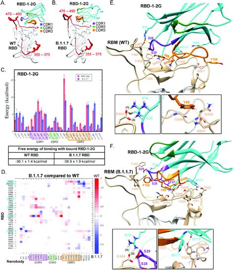 Molecular Dynamics Of Rbd 1 2g With Wild Type And B 1 1 7 Rbd Variant