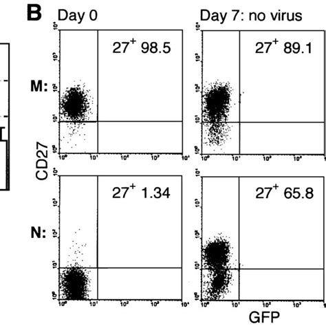 Naive And Memory B Cells Proliferated And Were Transducible In The Cpg