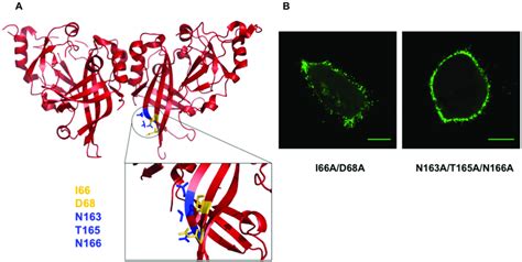 Multiple Amino Acid Mutations To The Mvp40 N Terminal Domain Ntd
