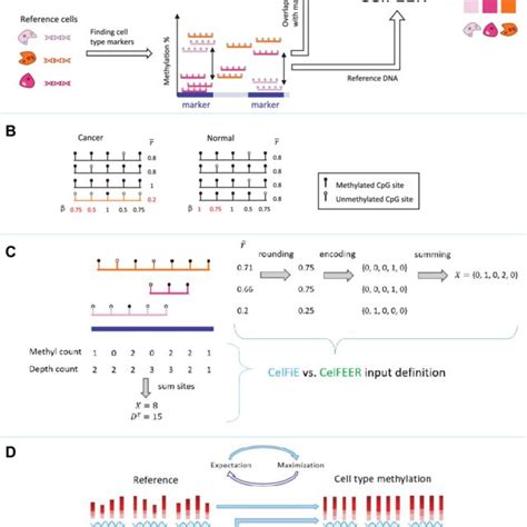 A Workflow Of Cell Type Deconvolution With Celfeer Sequenced And