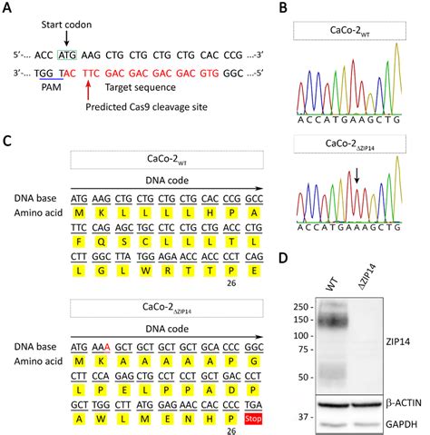 Generation Of A Zip14 Ko Caco 2 Cell Line Caco 2 Zip14 A Schematic