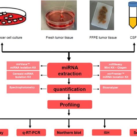 Mirna Detection Profiling Methods Mirnas Are Usually Extracted From