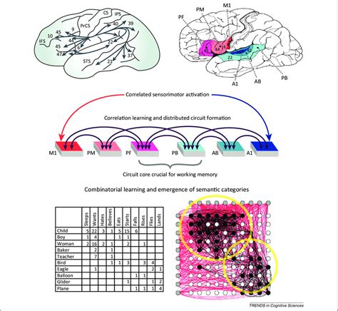 Cortico Cortical Connectivity Word Form Circuit Formation And