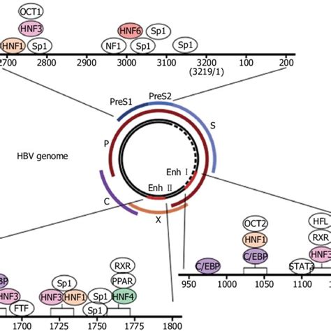 Schematic Representation Of Transcription Factor Binding Regions In Hbv