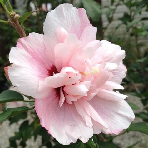 Hibiscus Syriacus Strawberry Smoothie Althea Shades Of Green Inc