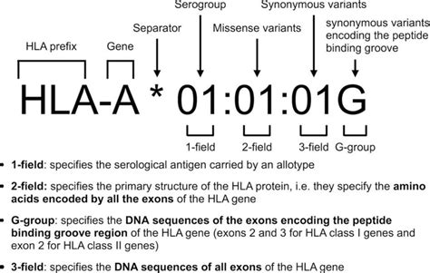 Hla Nomenclature Description Of A Classical Hla Allele Using Current