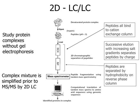 Ppt Proteomics Lecture Powerpoint Presentation Free Download Id 846644