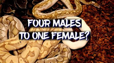 pairing four male ball pythons with one female youtube