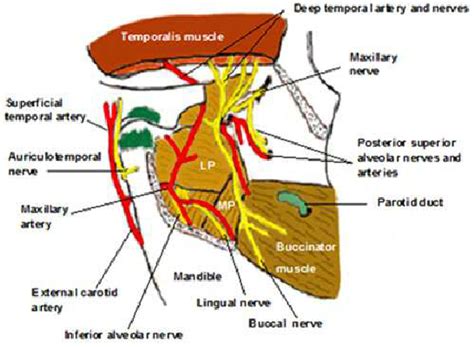 Branches Of The Mandibular Nerve