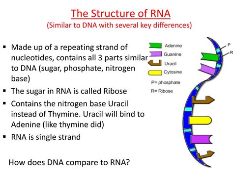 Ppt Rna Structure And Function Powerpoint Presentation Free Download