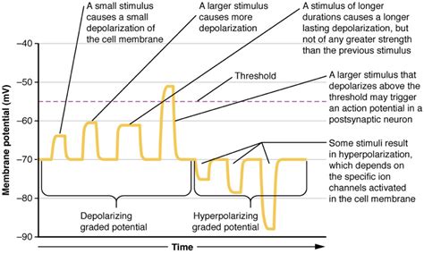 Action Potentials Introduction To Sensation And Perception