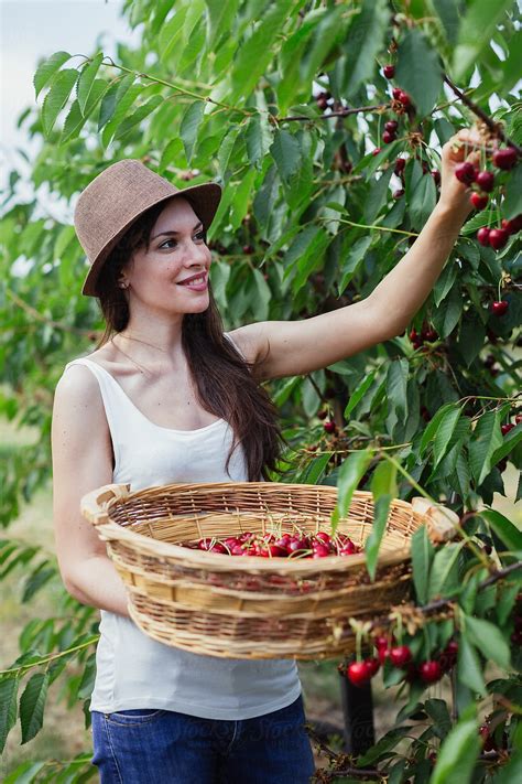 Smiling Woman Harvesting Cherries In A Field By Stocksy Contributor