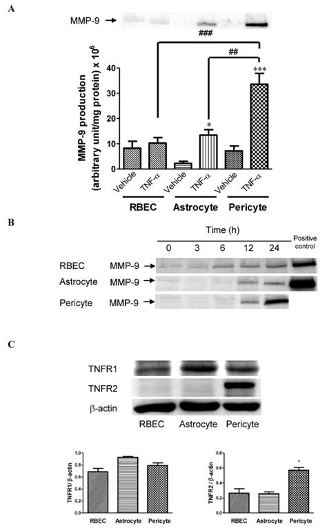 Tnf α Induced Mmp 9 Release Levels And The Expression Of Tnfr1 And