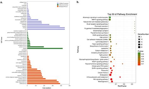 Go And Pathway Enrichment Analysis Of Differentially Expressed Genes