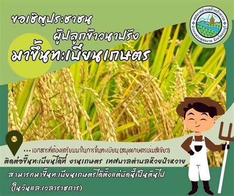 ขึ้นทะเบียนเกษตรกรผู้ปลูกข้าวนาปรัง