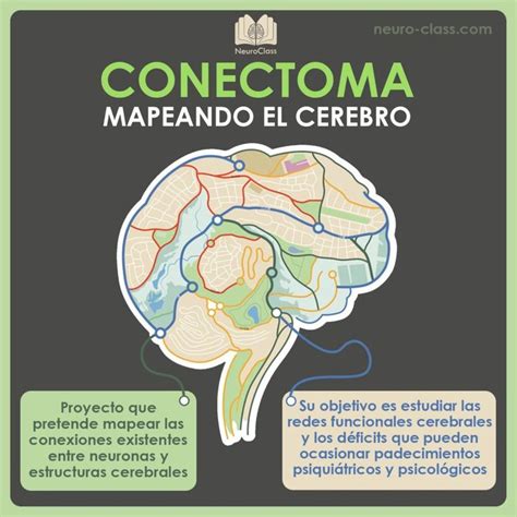 Infografías Neuroclass Neurociencia Y Educacion Temas De