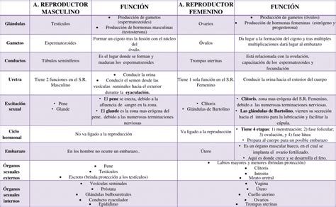 Cuadros Comparativos Aparato Reproductor Masculino Y Femenino