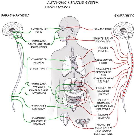 Experiment Activate Your Sympathetic Nervous System Autonomic