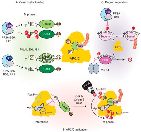 Cells Free Full Text Interplay Between Phosphatases And The