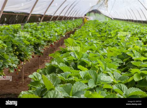 Cultivo Hidropónico De Fresas Dulce En Invernadero Fotografía De Stock