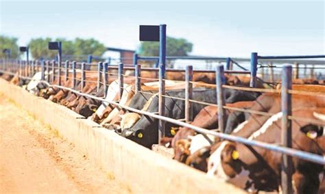Transforming Cattle Farming Through Ranching The Nation Newspaper