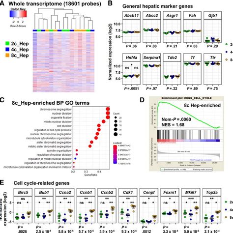 Microarray Transcriptome Analysis Of Rat Hepatocytes With Different