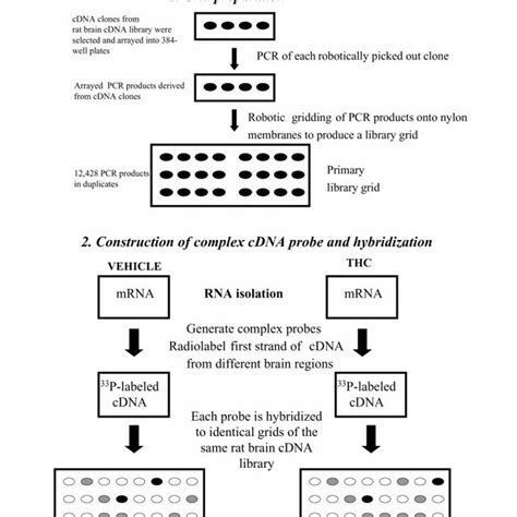 Schematic Of Cdna Microarray Technology For Analysis Of Gene Expression