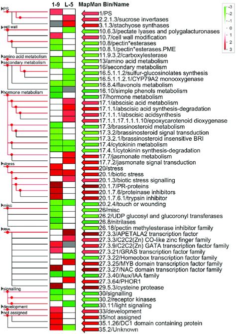 Mapman Visualization Of Differentially Represented Pathways And