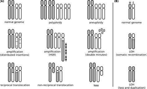 What Is The Difference Between Mutation And Chromosomal Aberration