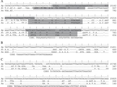Conserved Sequence Blocks Csbs From The A T Rich Regions Of