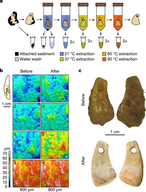 Eliciting Human Dna From An Ancient Talisman Using Non Destructive