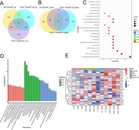 Rna Sequencing Data Analysis A And B Venn Diagrams Of Differentially