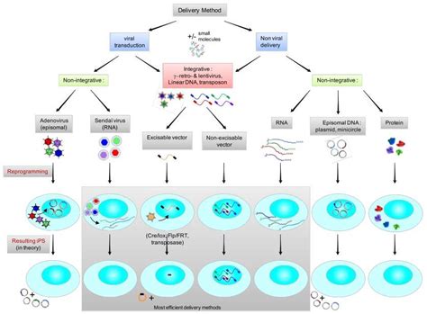 Schematic Representation Of Technological Options Or Ipsc Induction