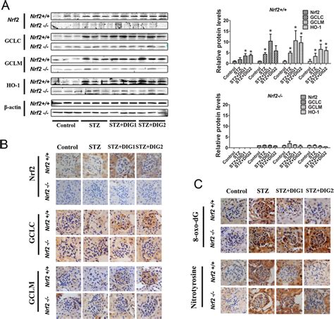 Digitoflavone Induced Activation Of Nrf2 Pathway Confers Protection
