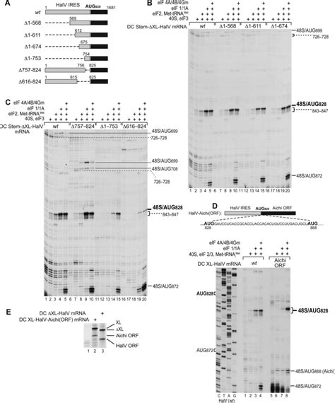 Mutational Analysis Of The Halv 5′ Utr A Schematic Representation Of