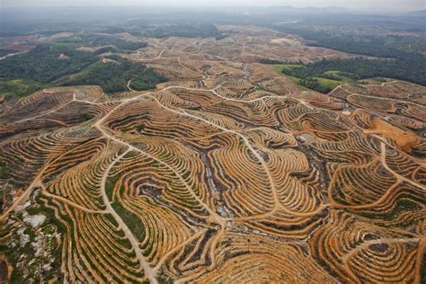 How Tracking Product Sources May Help Save Worlds Forests Yale E360