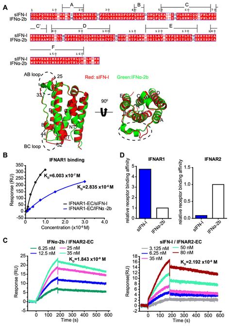 Sifn I Exibits Altered Binding Affinities Towards The Receptor Subunits