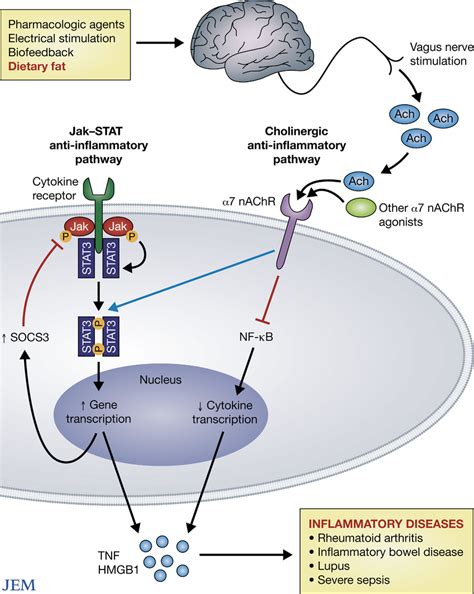 Activation Of The Vagus Nerve Leads To The Release Of Acetylcholine
