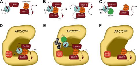 Hypothetical Organization Of The Mcc With Two Cdc20 Protomers A The