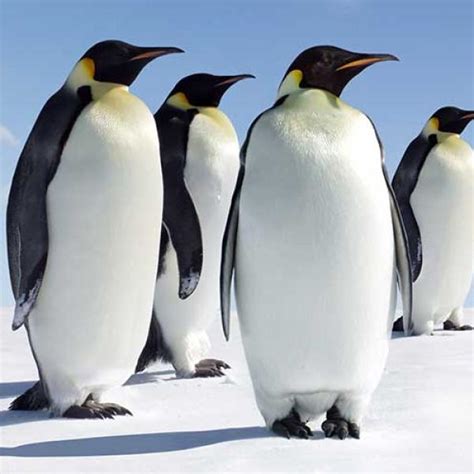 Pingüino Emperador Características Hábitat Reproducción Y Alimentación