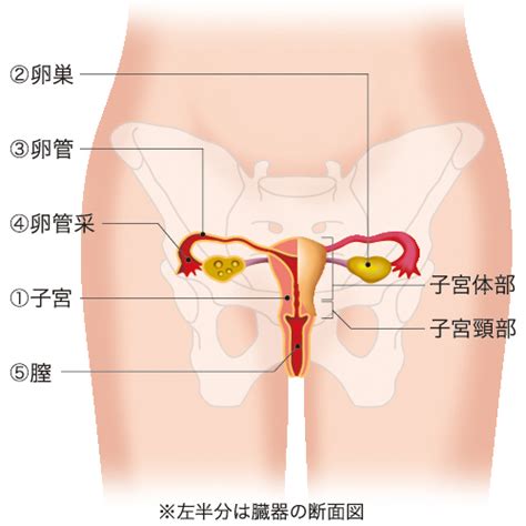 性知識イミダス：女性の生殖器を知ろう 連載コラム 情報・知識＆オピニオン Imidas イミダス