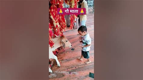 गौ माता को खिलाया प्रसाद🙏 Youtubeshorts Ridhansworld Trending