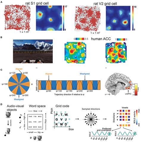Grid Like Responses Across Rodent And Human Brains A Download