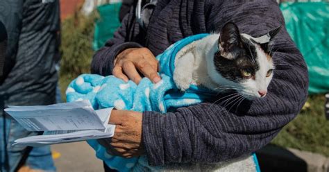 Esterilización Gratuita De Perros Y Gatos En Bogotá Cupos Para Agosto