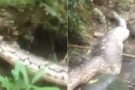 Viral Ular Piton Raksasa Di Hutan Sumatera Perutnya Gembung Diduga