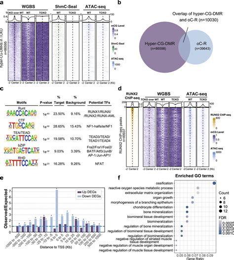Association Analysis Of Rna Seq Wgbs 5hmc Seal Atac Seq And Runx2