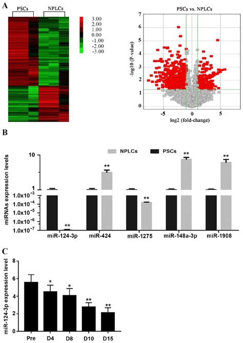 Mir 124 3p Participates In The Differentiation Of Pscs To Nplcs A
