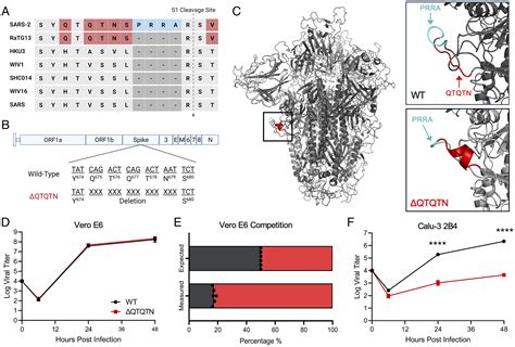 Qtqtn Motif Upstream Of The Furin Cleavage Site Plays A Key Role In